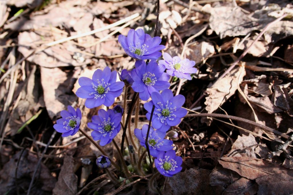 Kruunupuisto | Hyvinvoinnin kohtaamispaikka Punkaharjulla